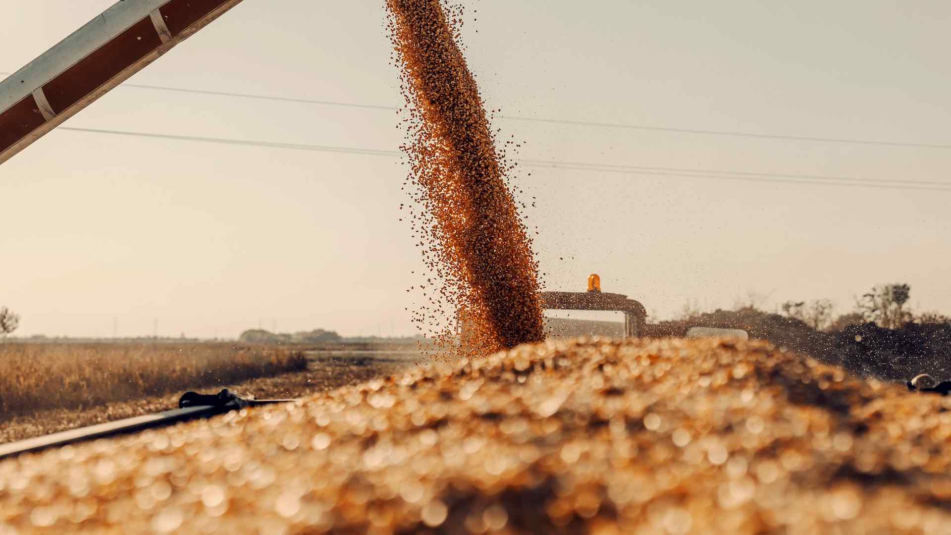Agriculture Ministry projects record-breaking grain harvest for Russia ...